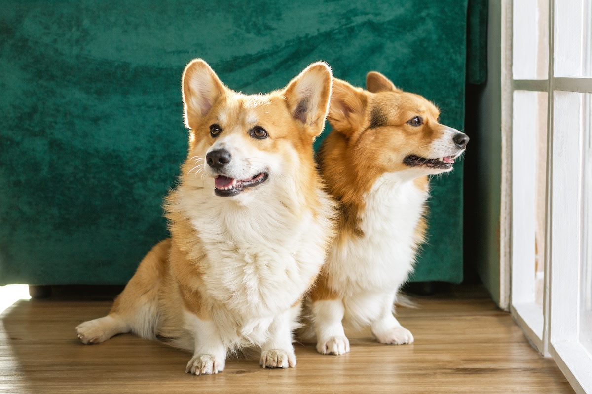 Funny Corgis 'Arguing in Lowercase' Have the Cutest Love-Hate Relationship