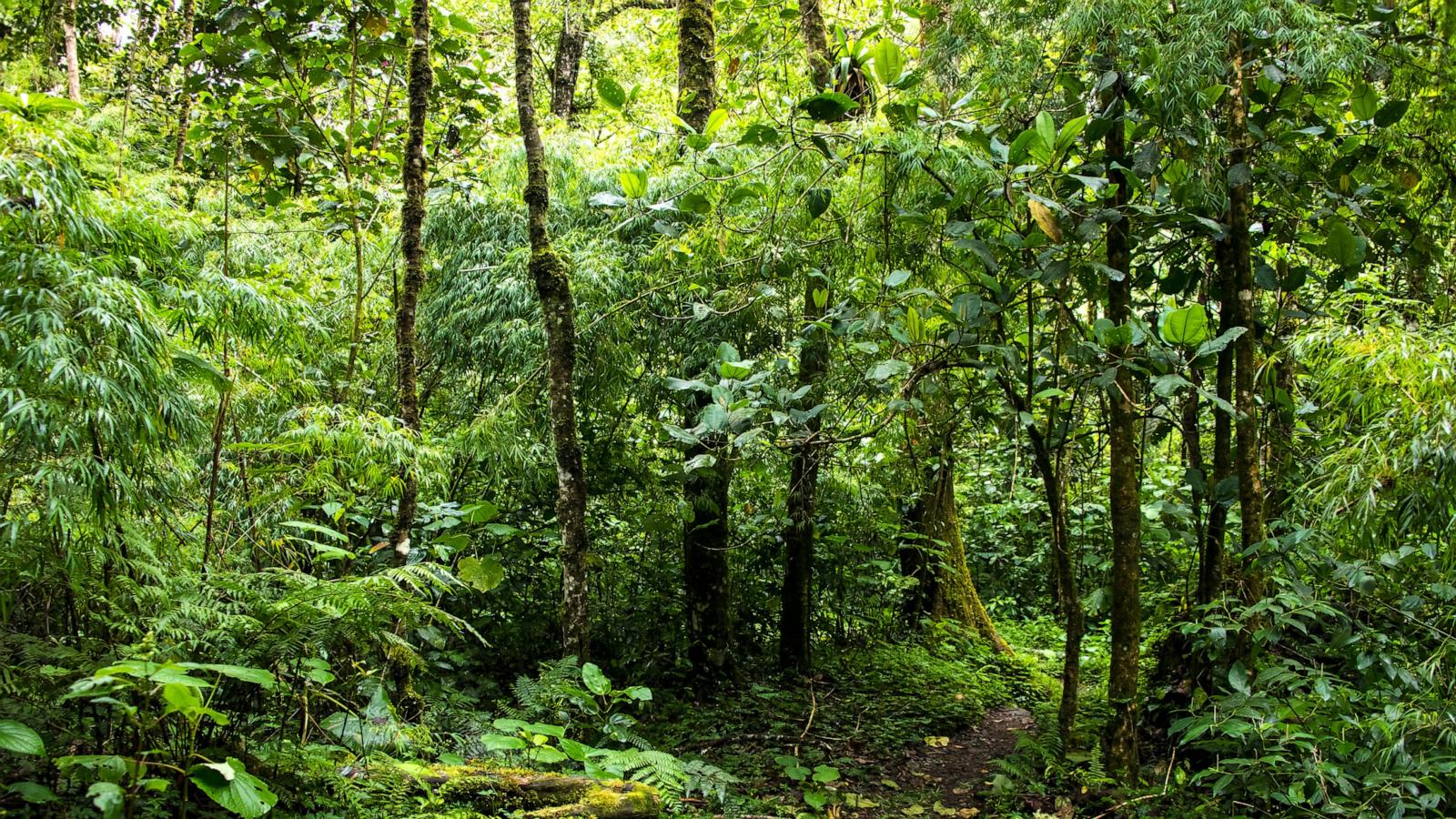 This tropical tree species has evolved to benefit from lightning strikes