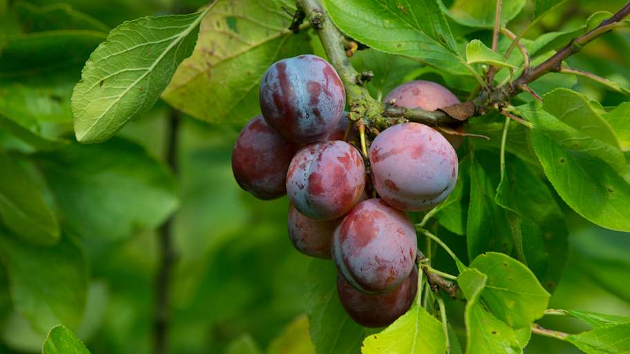 Temple University Welcomes Tree Bred to Grow 40 Different Fruits