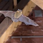 How to Get Rid of Bats—and Keep Them Away for Good
