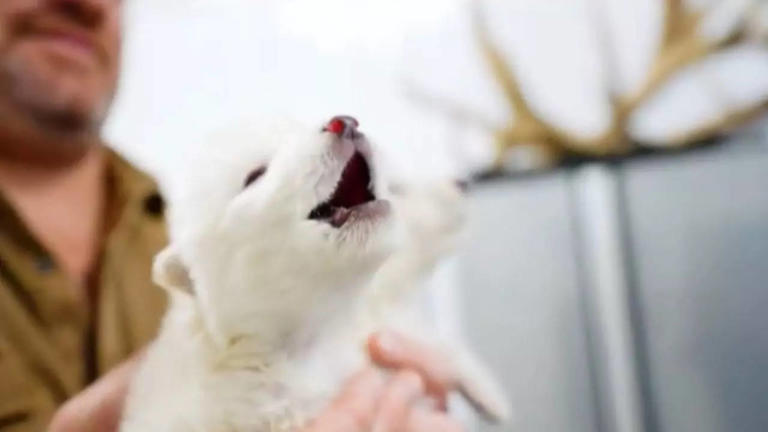 Elon Musk and George R.R. Martin react to real-life return of dire ...