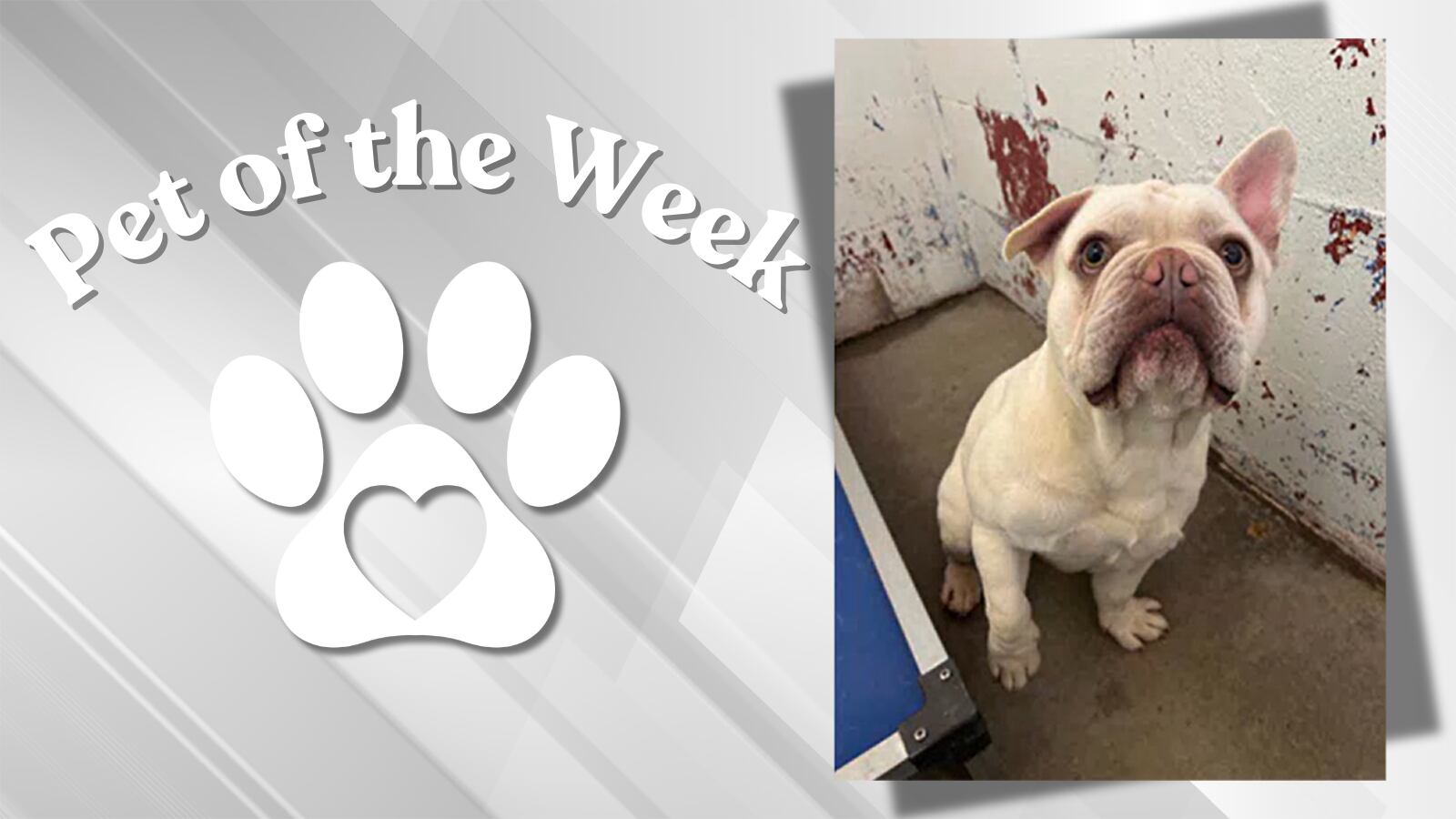 Pet of the Week: Huggable Ham