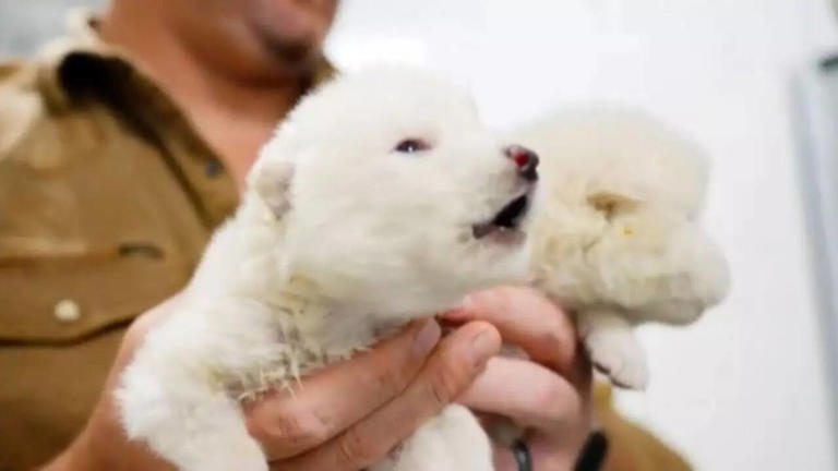 Elon Musk and George R.R. Martin react to real-life return of dire ...