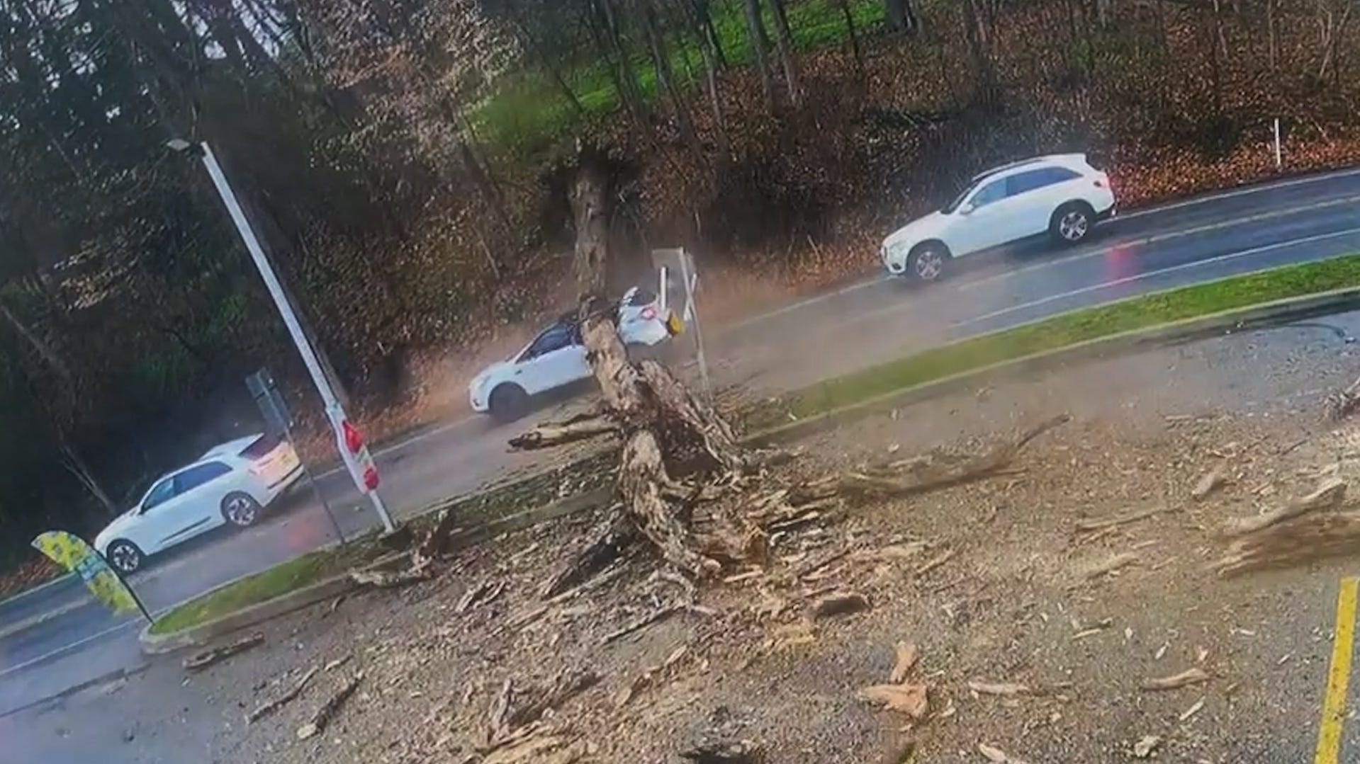 Driver walks away after dead tree falls on her car