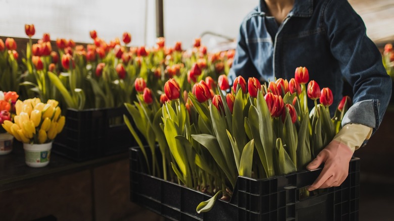 Can Tulip Bulbs Multiply? Here's What Every Gardener Should Know