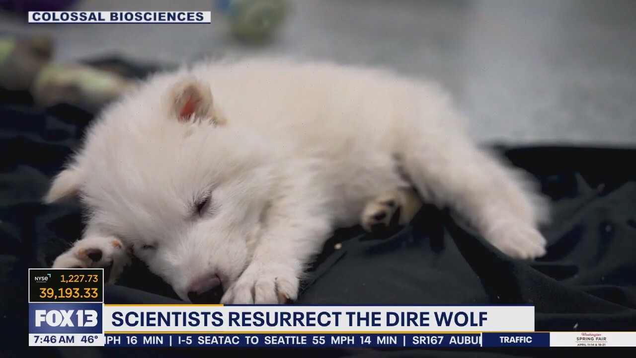 Dire wolf brought back from extinction after 13,000 years