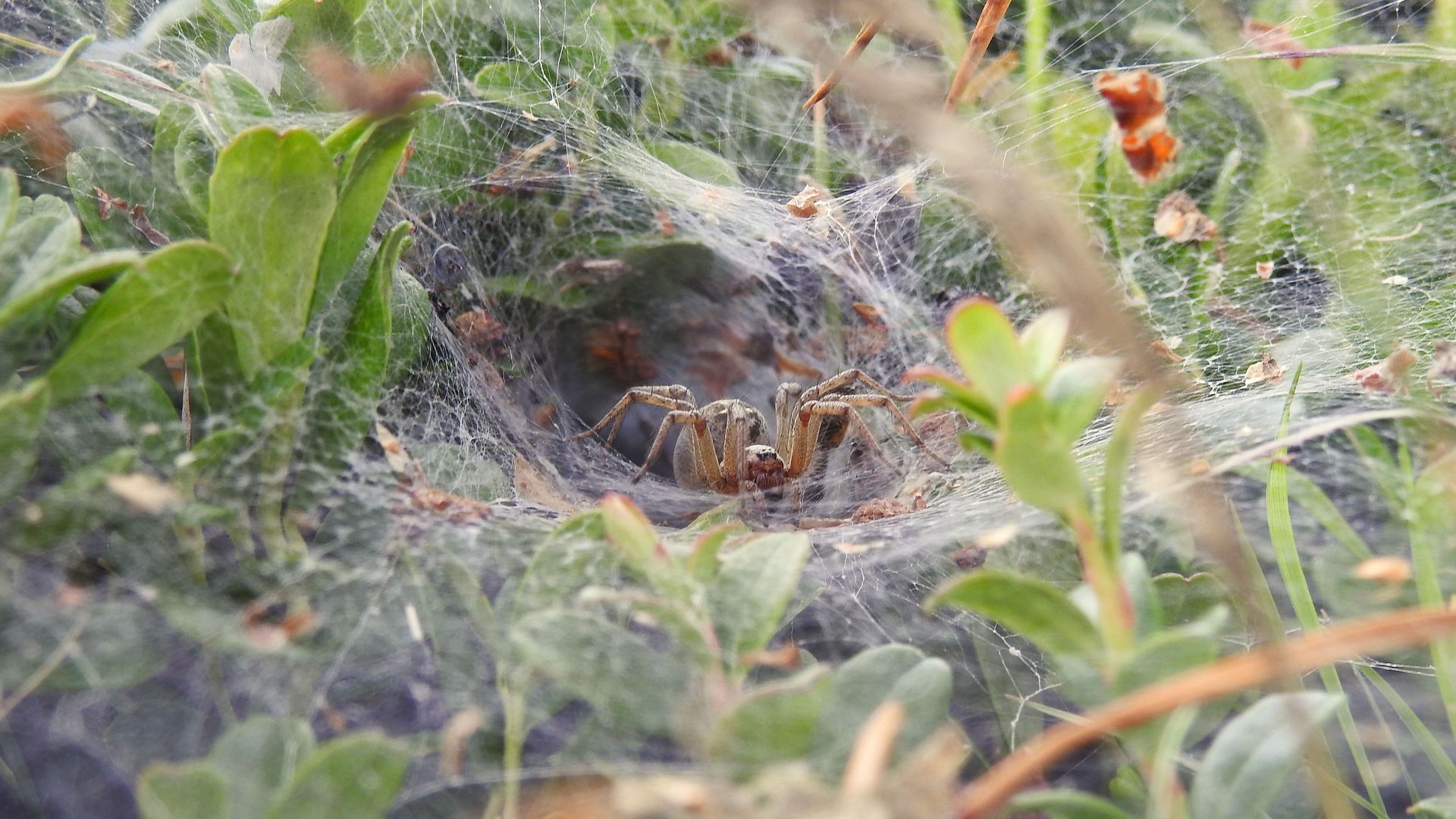Starving cannibalistic spiders won't hunt their siblings, but they'll ...