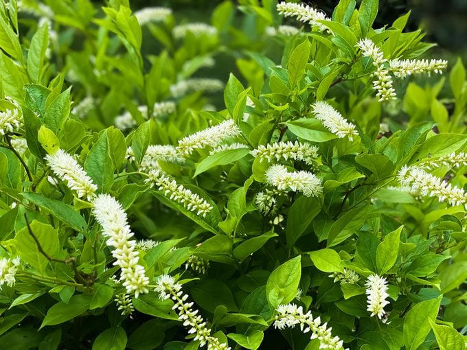 17 Blooming Bushes That Attract Butterflies