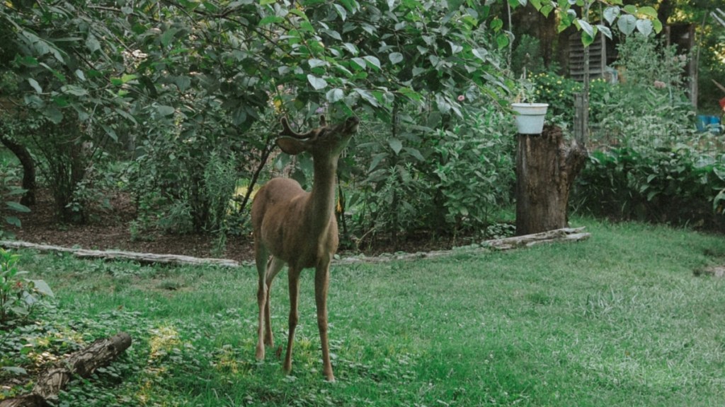 Pebbles The Cat And Woodland Visitor Become The Best Of Friends In ...