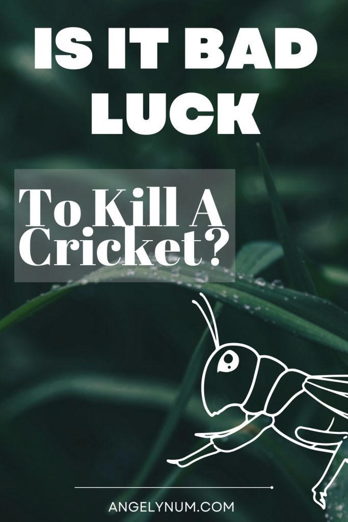 Is It Bad Luck To Kill A Cricket?
