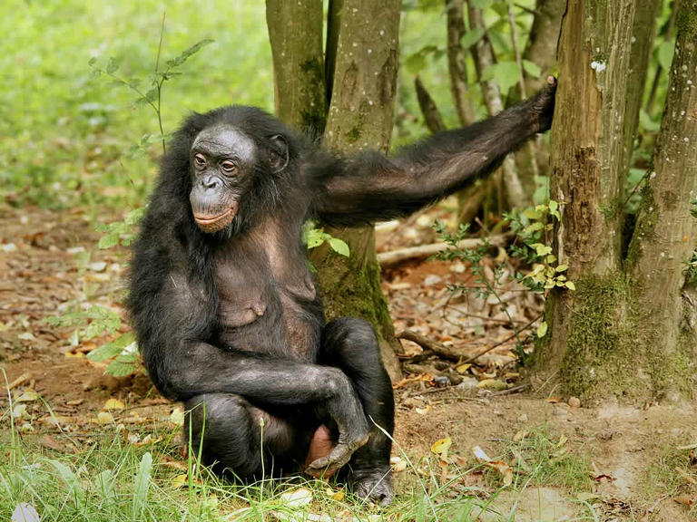 Wild Calls of Bonobo Apes Sound Simple, but Scientists Find Striking ...