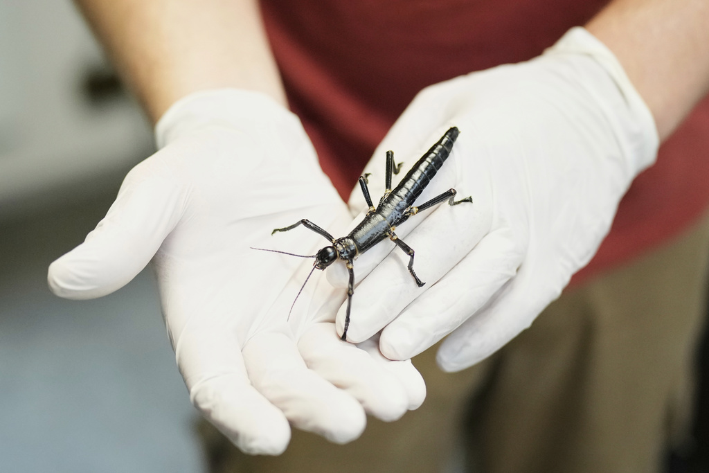 Prague Zoo joins the effort to ensure the survival of a rare insect ...