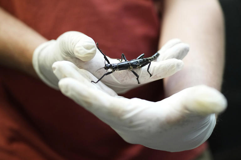 Prague Zoo joins the effort to ensure the survival of a rare insect ...