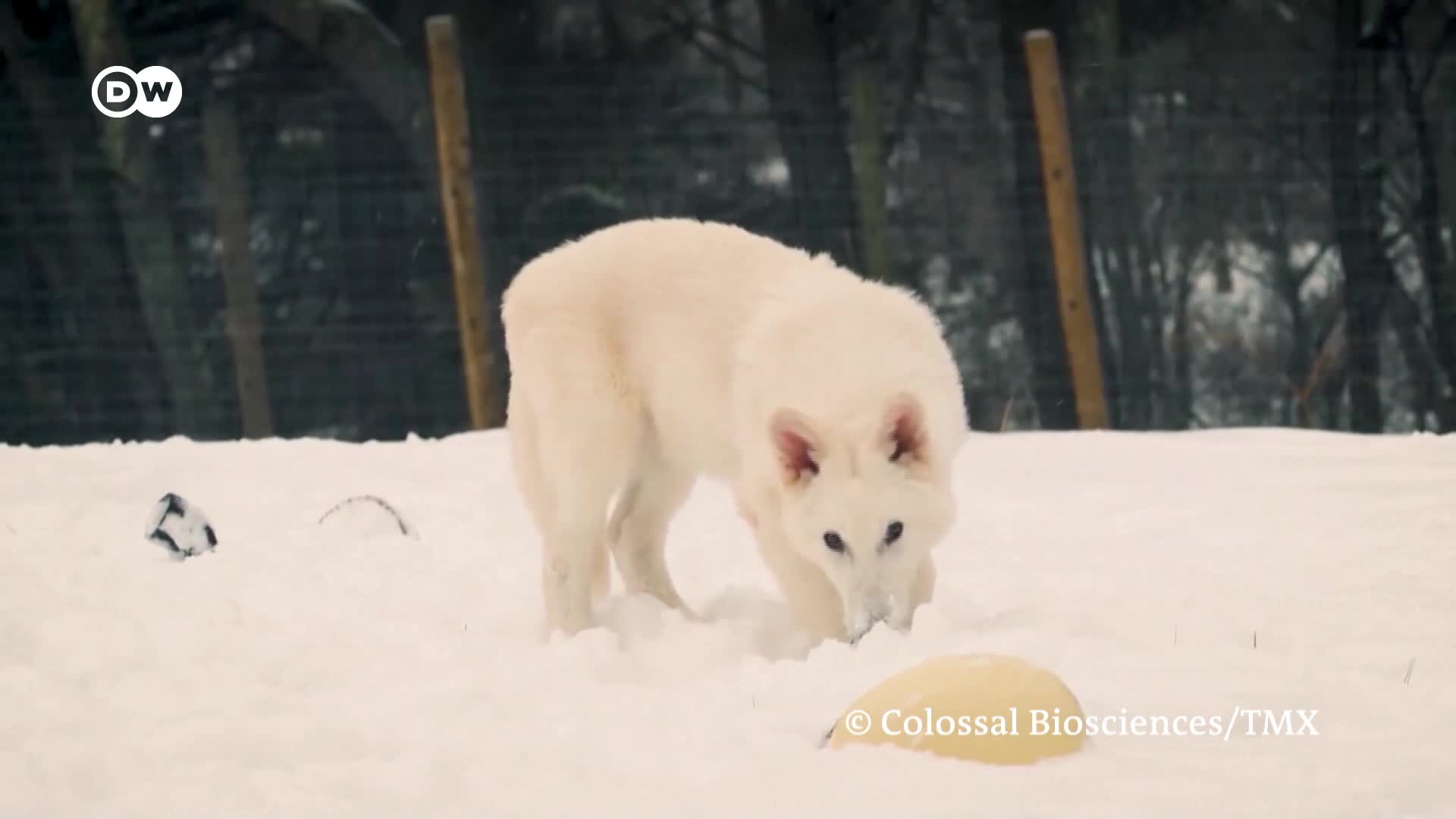U.S. company claims to have cloned extinct wolves