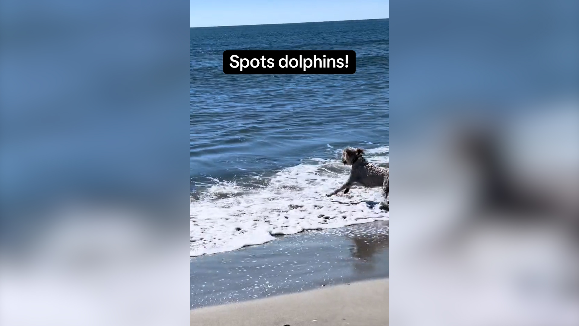 Adorable Dog Chases Dolphins On The Beach