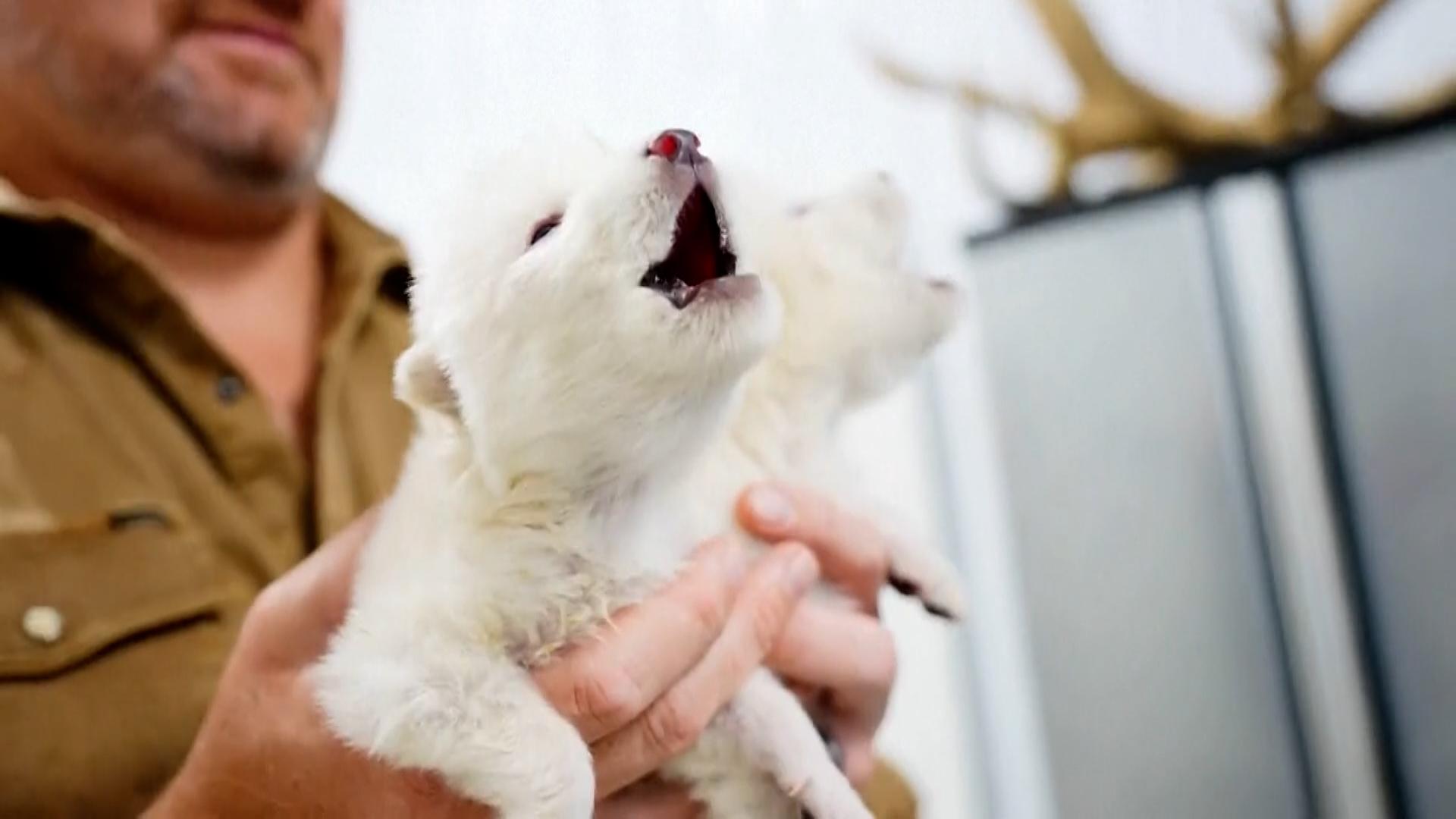 Scientists genetically engineer wolves with white hair and muscular ...