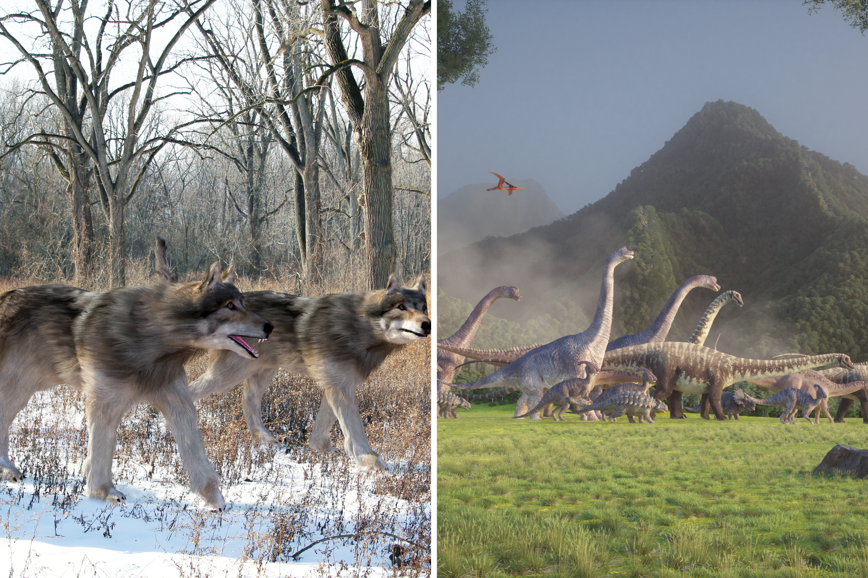Dire Wolf 'Back From Extinction'—Could Woolly Mammoths, Dinosaurs Be Next?