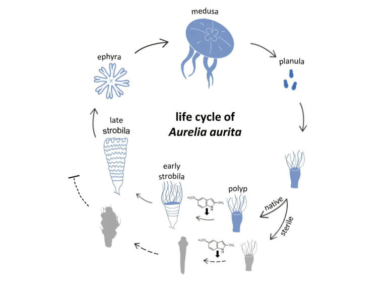 Biologists demonstrate microbiome's key role in moon jellyfish life cycle