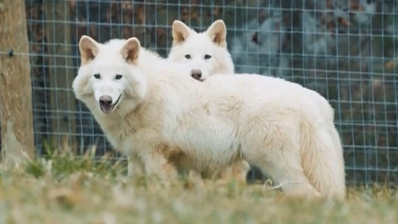 Scientists claim dire wolf brought back from extinction after 10,000 years