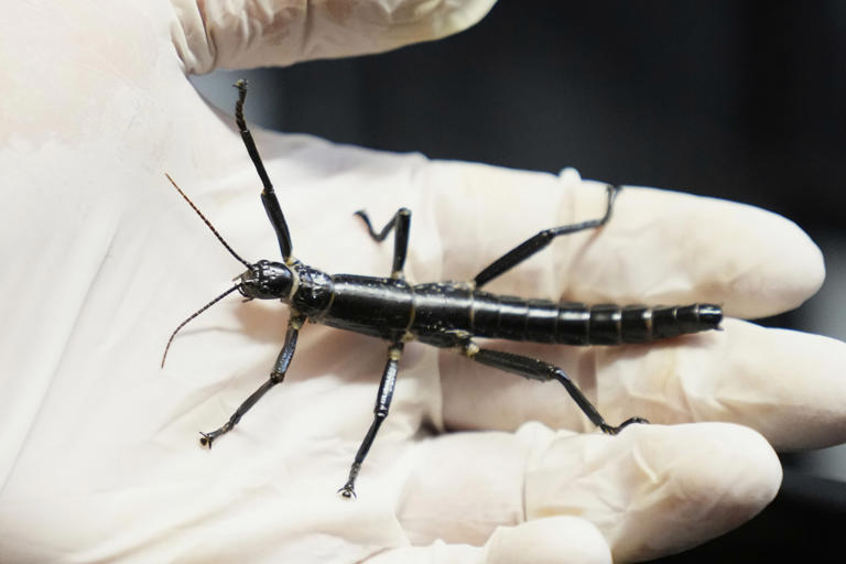 Prague Zoo joins the effort to ensure the survival of a rare insect ...