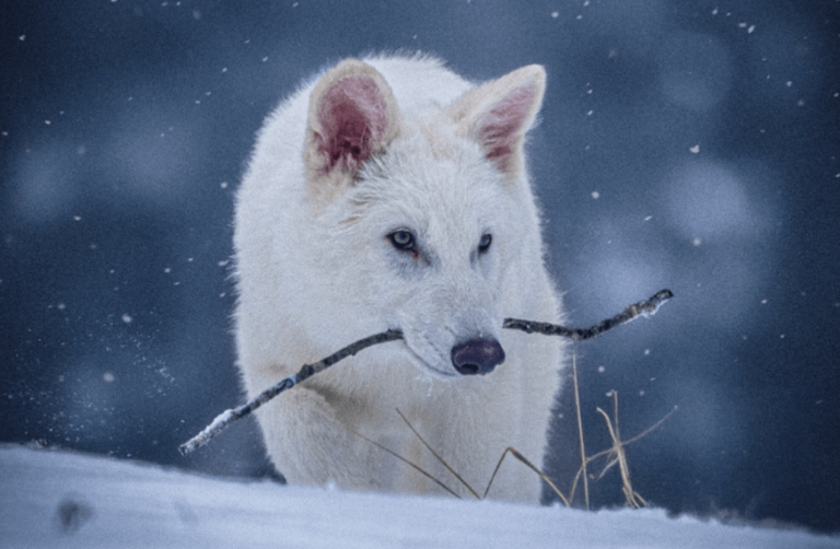 With Romulus, Remus, and Khaleesi Colossal Biosciences revives the dire ...