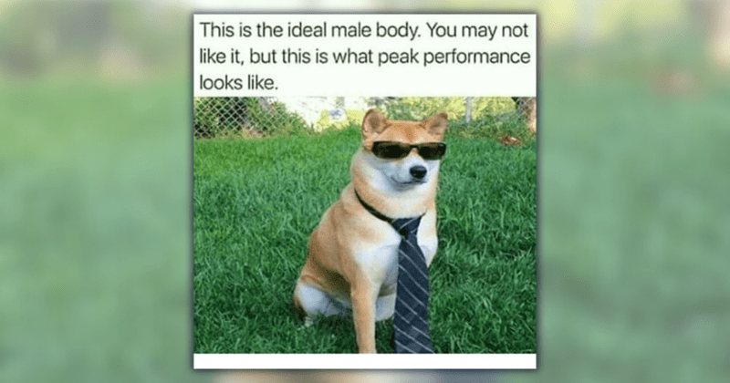 27 Dog Memes Bringing You Their Peak Performance of Canine Comedy