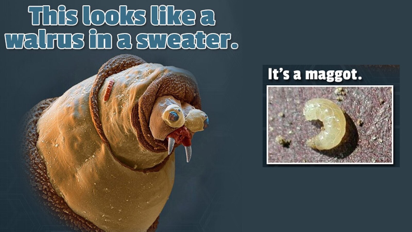 24 Regular Things That Look Terrifying Under A Microscope