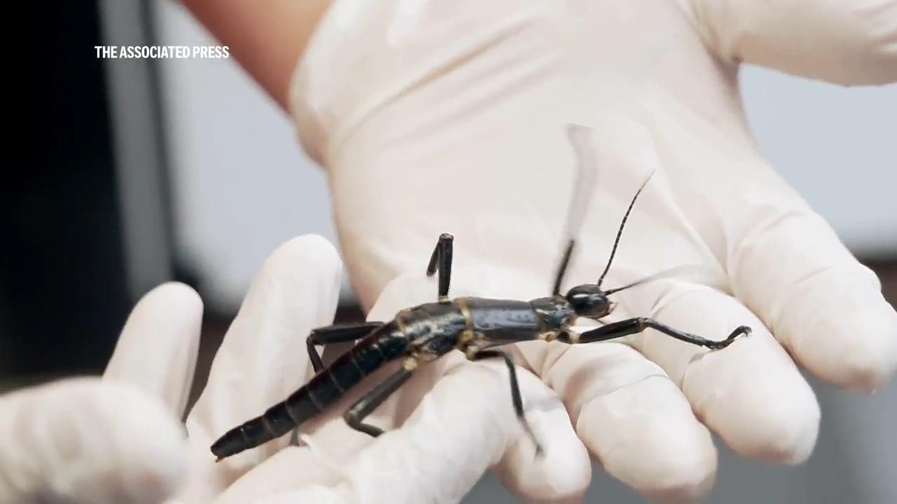 Prague Zoo joins effort to ensure the survival of a rare insect ...