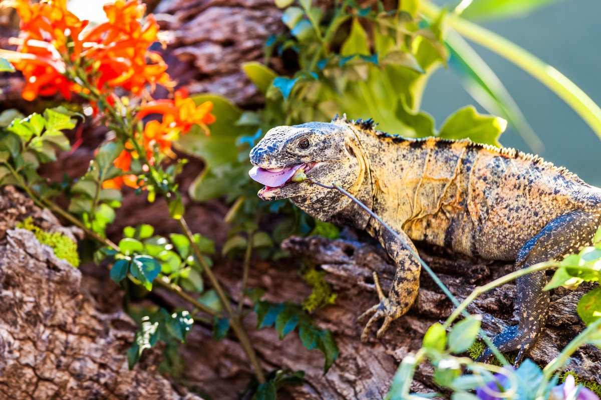 Chuckwalla Lizard Escapes Enclosure and Turns Microgreen Garden Into ...