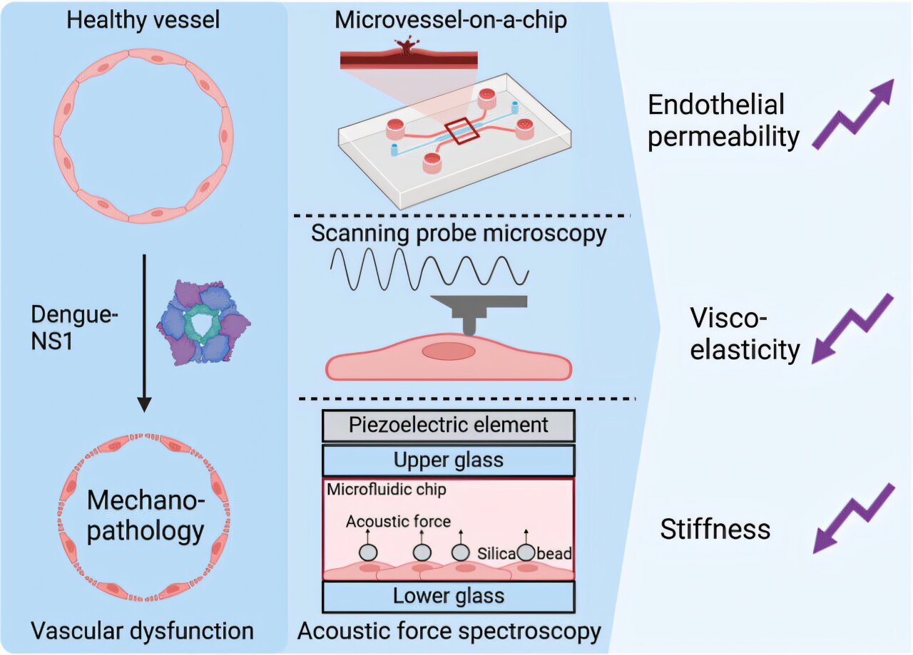 Scientists create first-ever dengue-on-a-chip to study this deadly virus