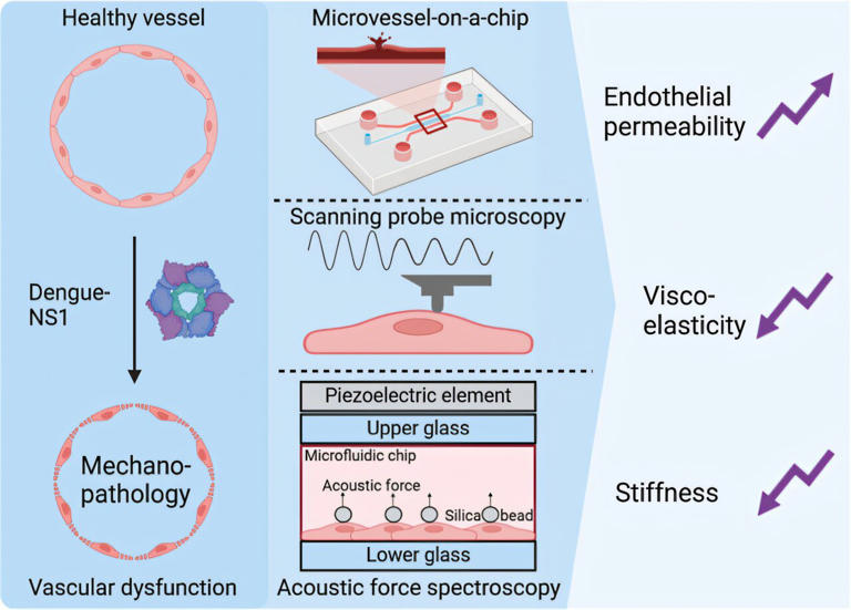 Scientists create first-ever dengue-on-a-chip to study this deadly virus
