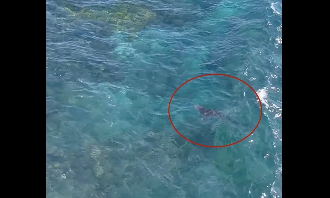 Large shark shown catching, riding wave near surfer in Hawaii