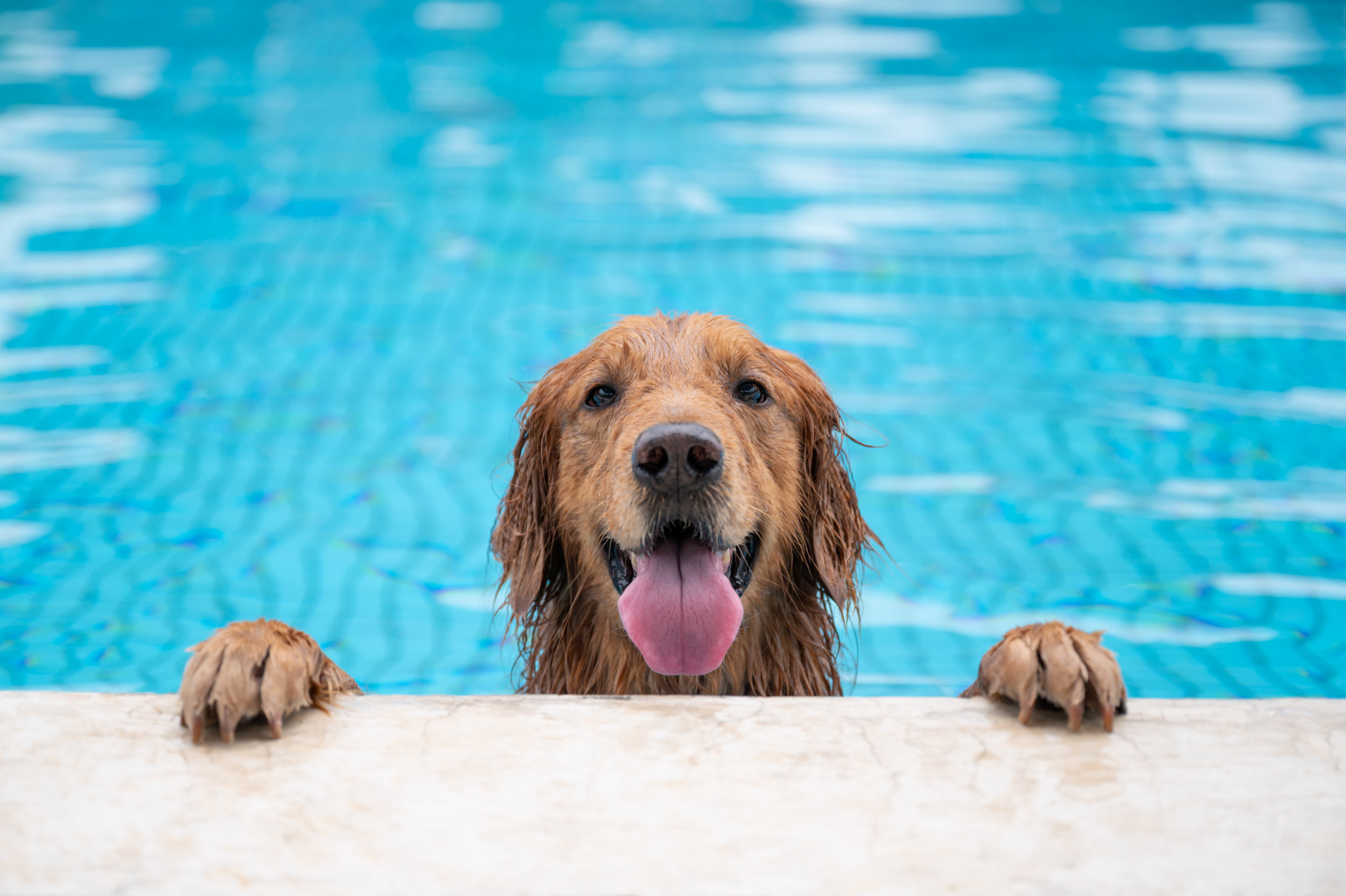 Golden Retriever Told Not To Go in the Pool by Owner, Goes As You'd Expect