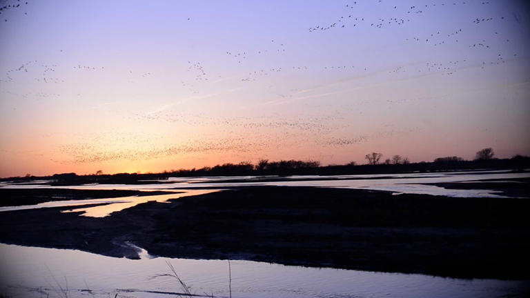 See sights and sounds of sandhill crane migration on Platte River in ...