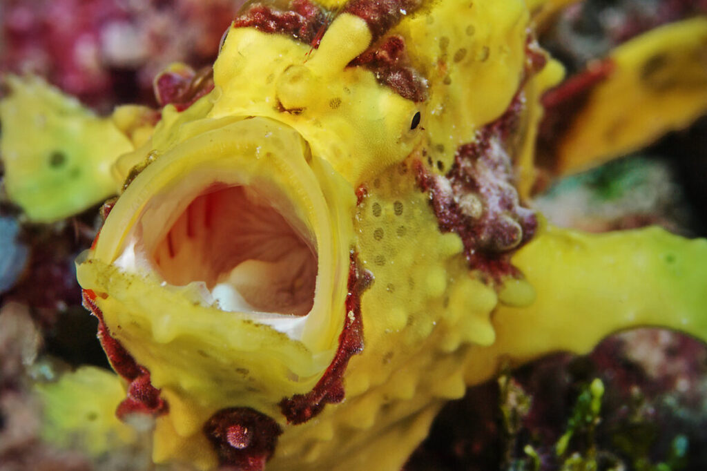 Do Fish Feel Pain? The Debate That’s Dividing Scientists