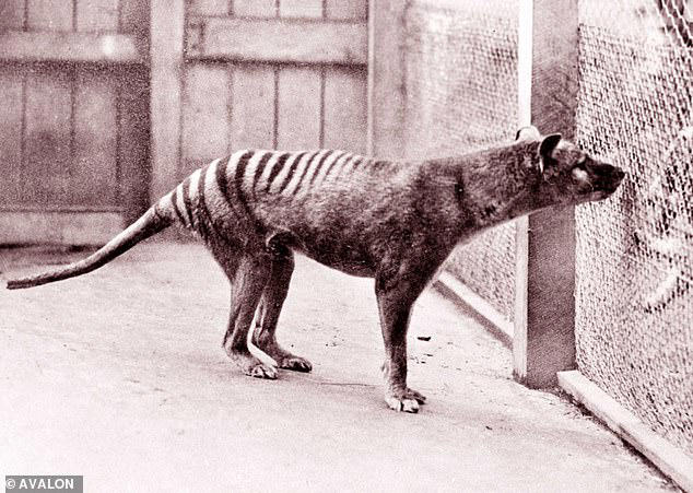 Full list of extinct animals being brought back to life by scientists