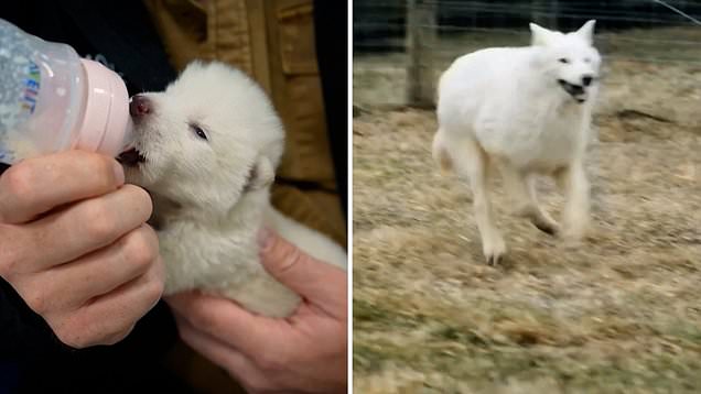 Researchers revive long-extinct dire wolf species