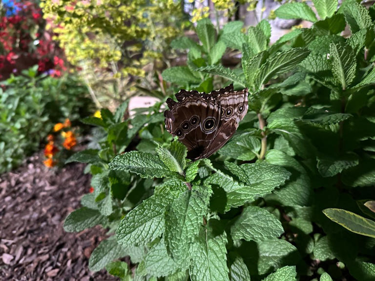 Butterfly Habitat at Springs Preserve reopens for visitors
