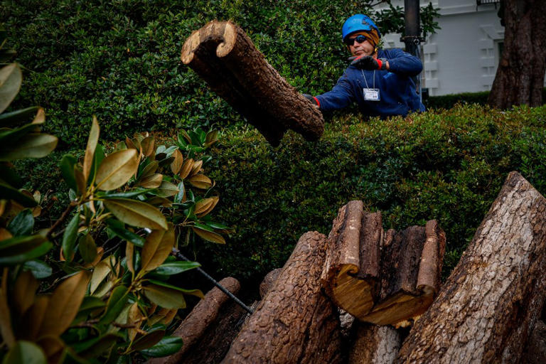 Photos: ‘Jackson Magnolia’ removed at White House, replaced with ...