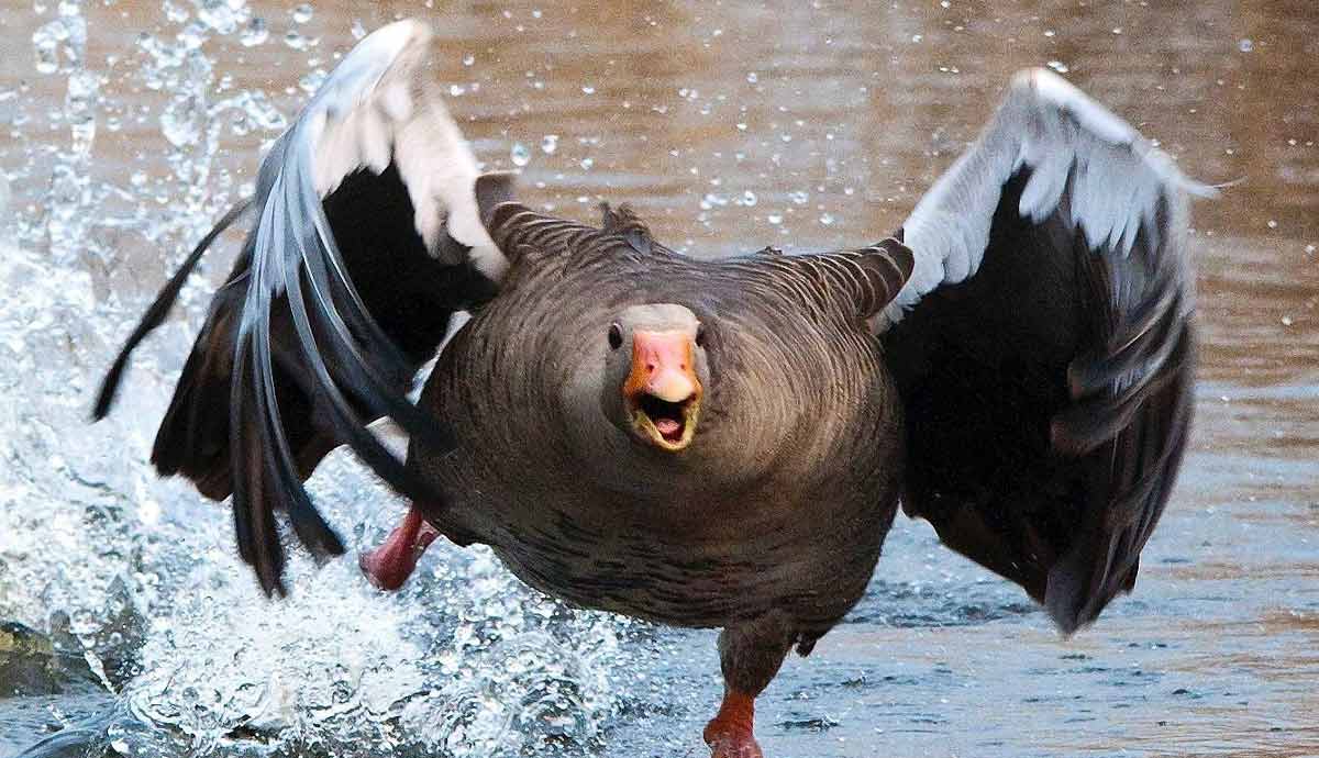The Unique Defensive Behaviors of Birds: Puffing Necks and Beyond