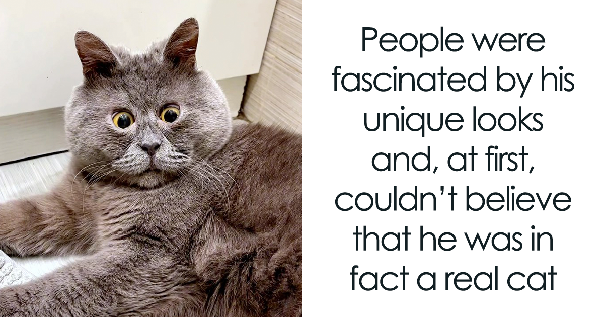A Slightly Strange And Funny-Looking Cat Continues To Win Hearts Online