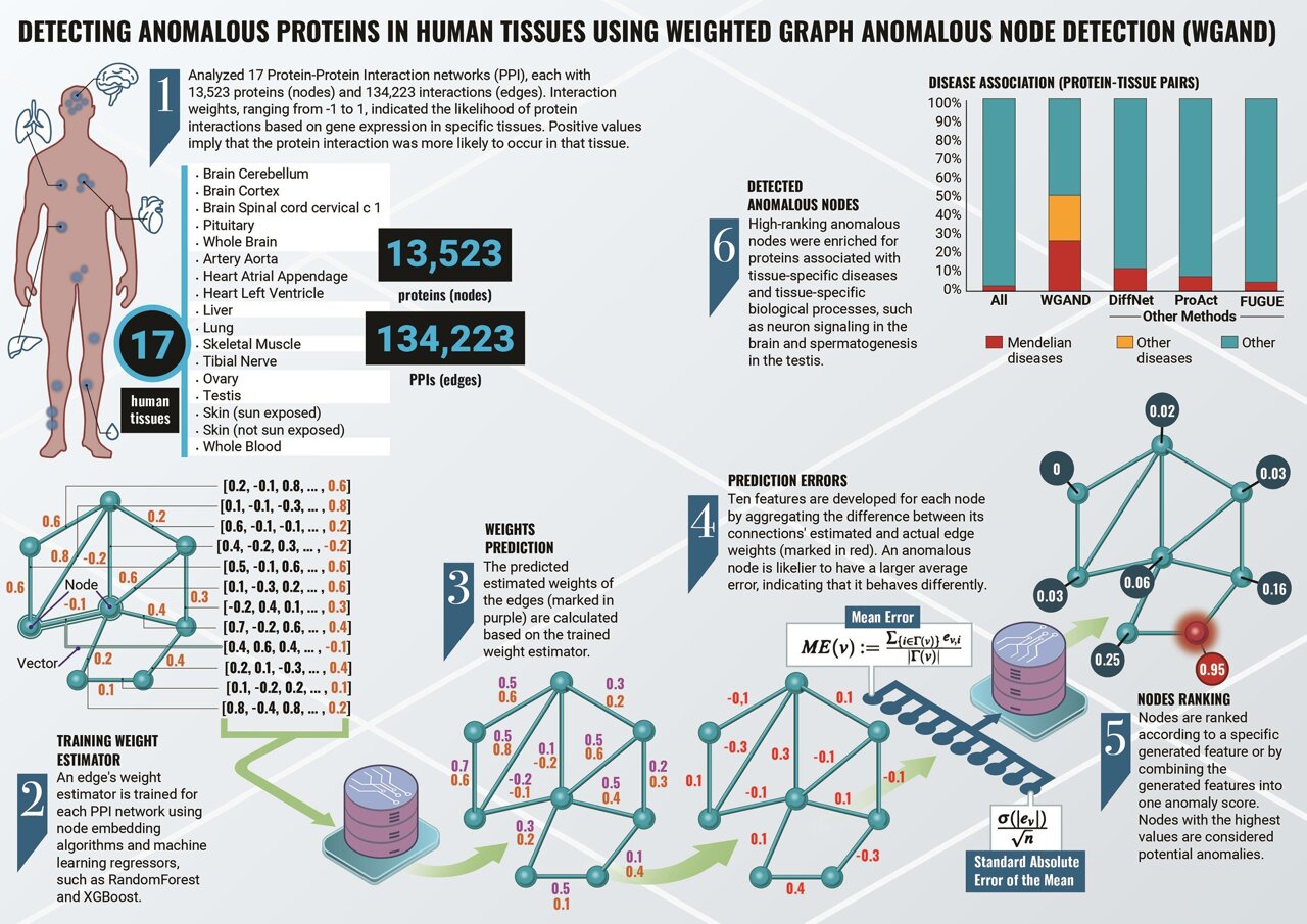 From social to biological networks: New algorithm uncovers key proteins ...