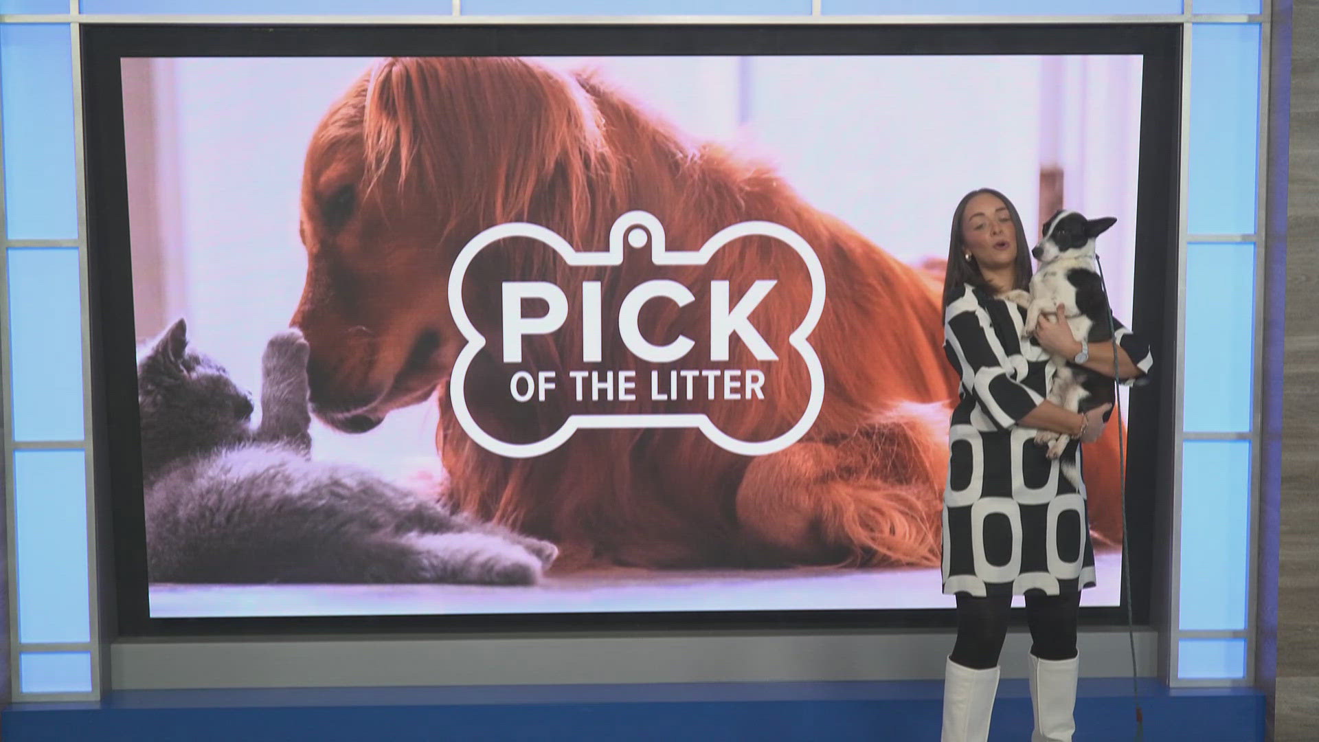 Pick of the Letter: Meet Batman, a two-year-old terrier mix