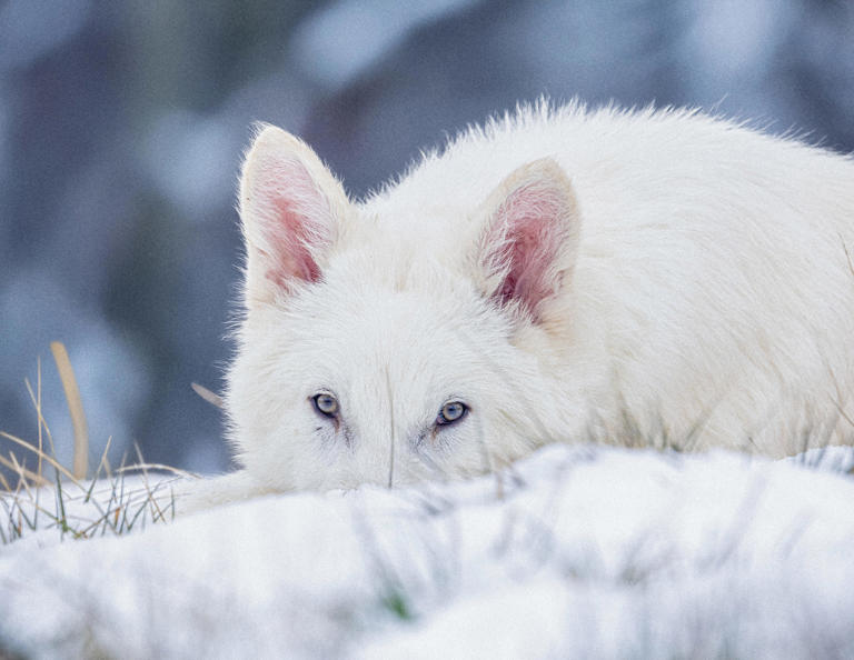 Dire wolves have been extinct for over 10,000 years. Now, the start-up ...