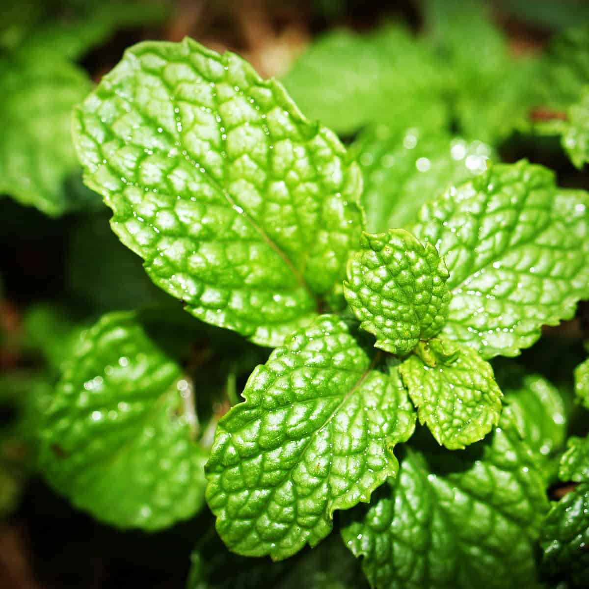15 Mint Varieties You Need to Know (and How to Use Them)