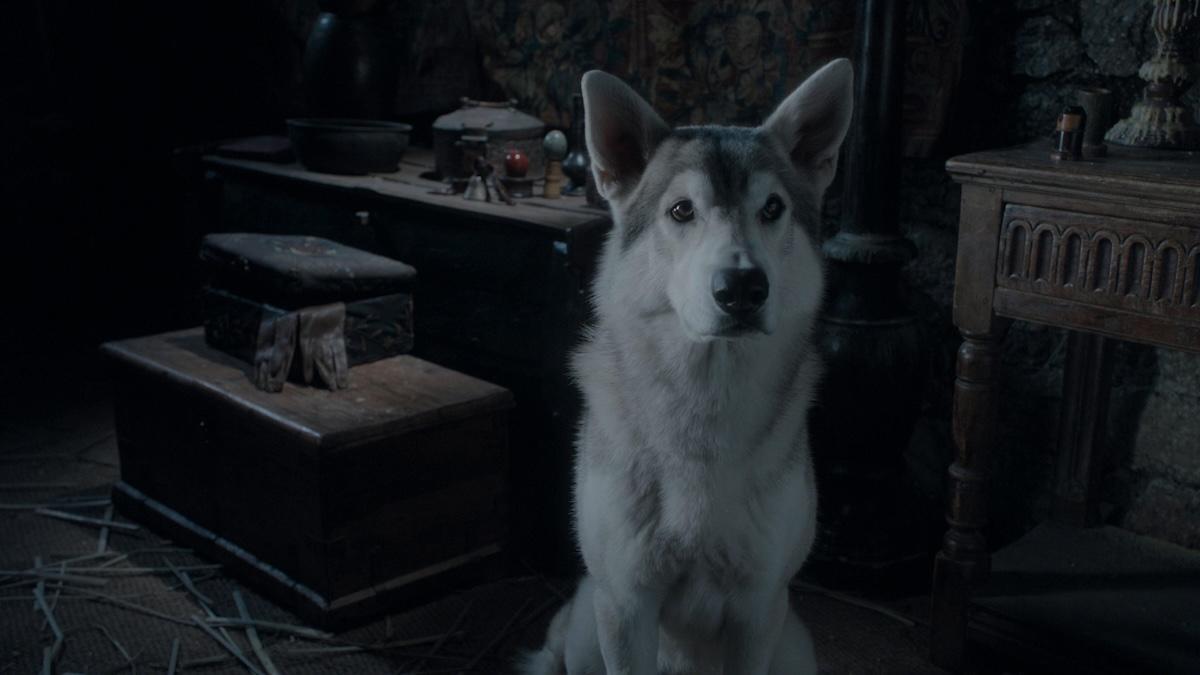 Here's Why Dire Wolves Really Went Extinct Around 12,500 Years Ago