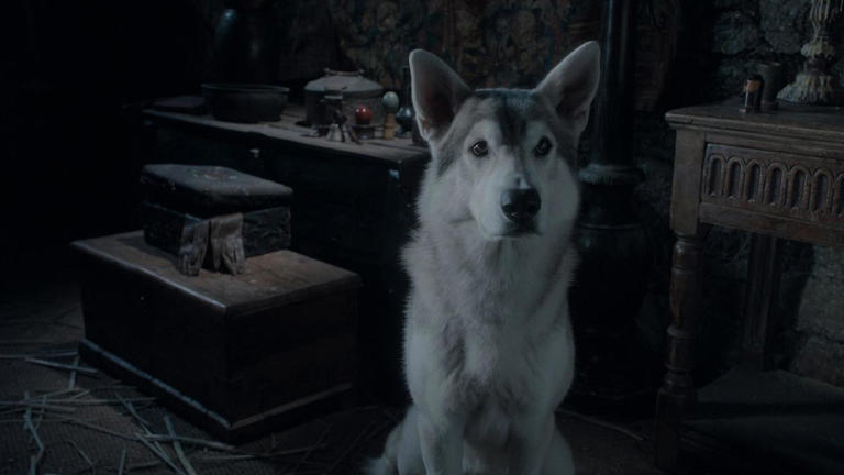 Here's Why Dire Wolves Really Went Extinct Around 12,500 Years Ago