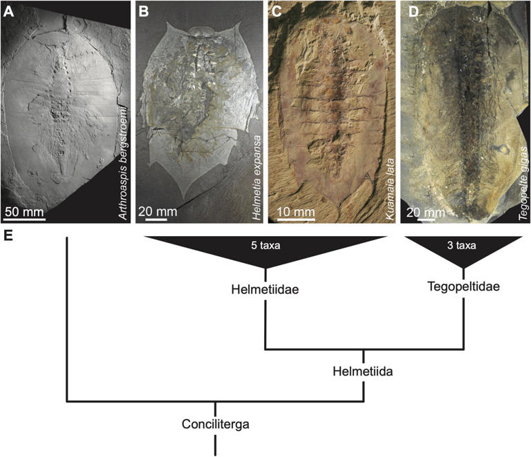 Ancient fossil sheds big light on evolution enigma, solving a 100-year ...