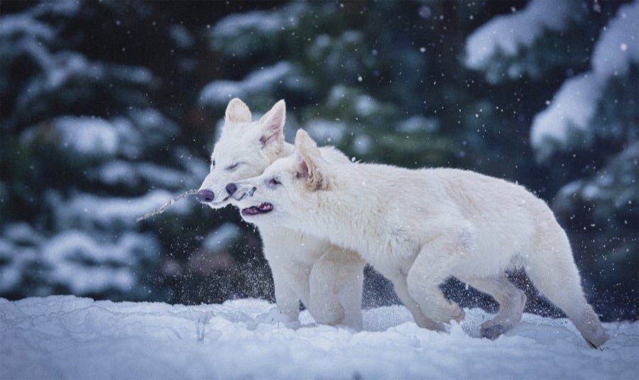 Did scientists bring the dire wolf back from extinction? Why some ...