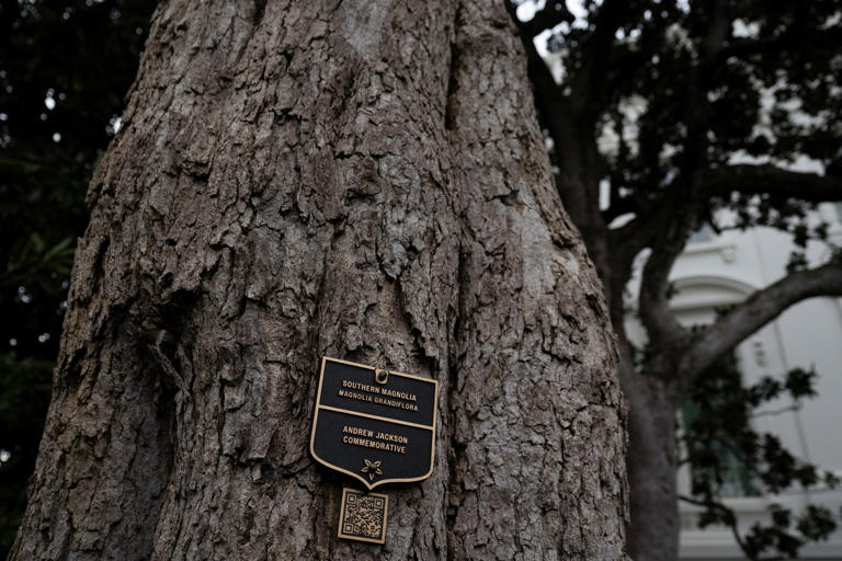 White House replaces 200-year-old 'Jackson Magnolia' with sapling